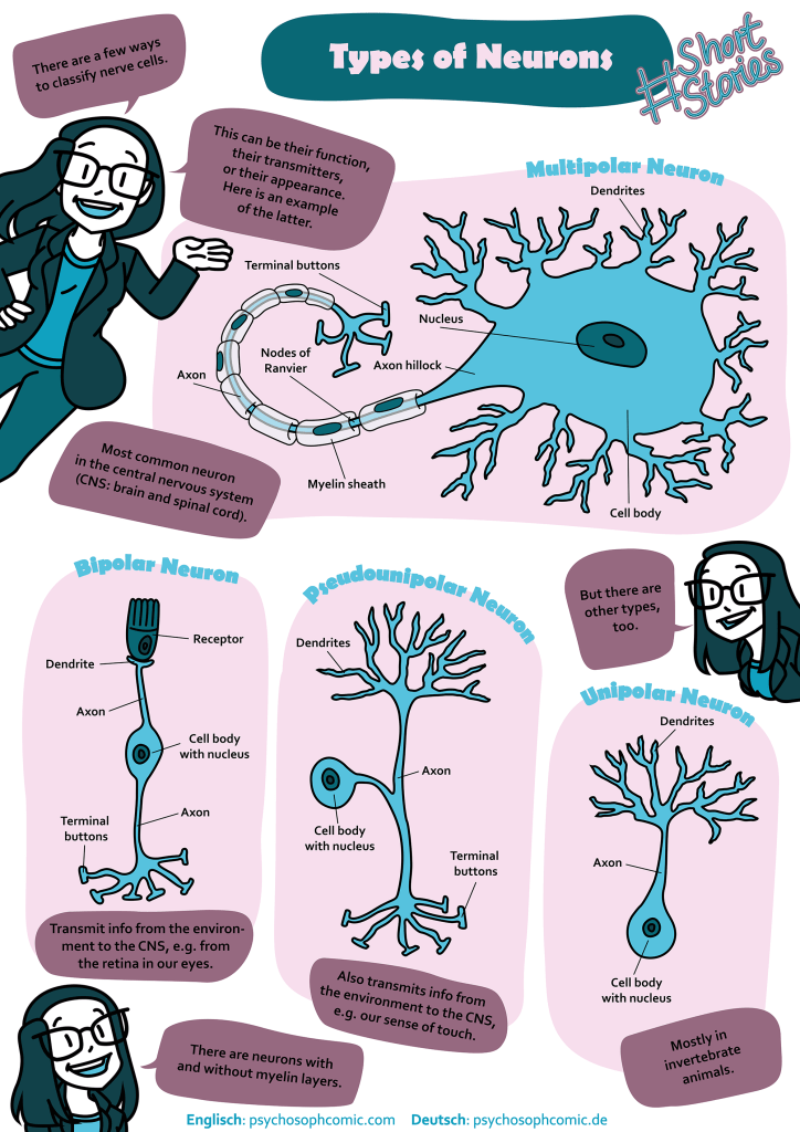Types of Neurons – psychoSoph